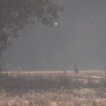 Kangaroos, mangroves and the ocean - Who Will Love This Tour?