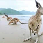 Kangaroos on the Beach Full-Day Private Tour Departing Mackay - What Travelers Can Expect