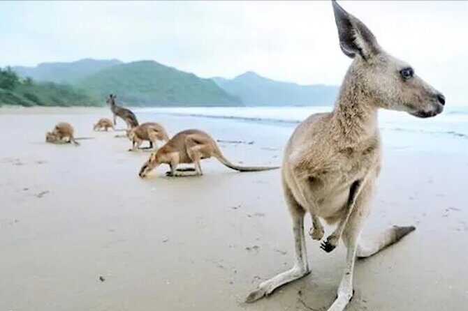 Kangaroos on the Beach Full-Day Private Tour Departing Mackay - What Travelers Can Expect