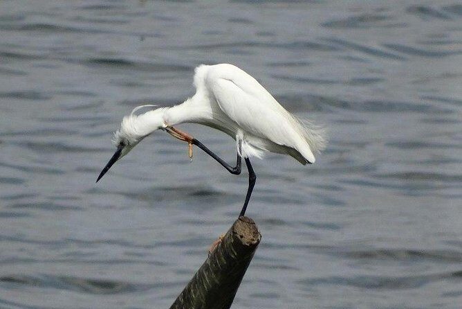 Karnala Bird Sanctuary Excursion From Mumbai - Insights from Traveller Experiences