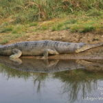 Kathmandu: 20-Day Guided Tour with Meals and Transfers - Transportation, Accommodation, and Meals