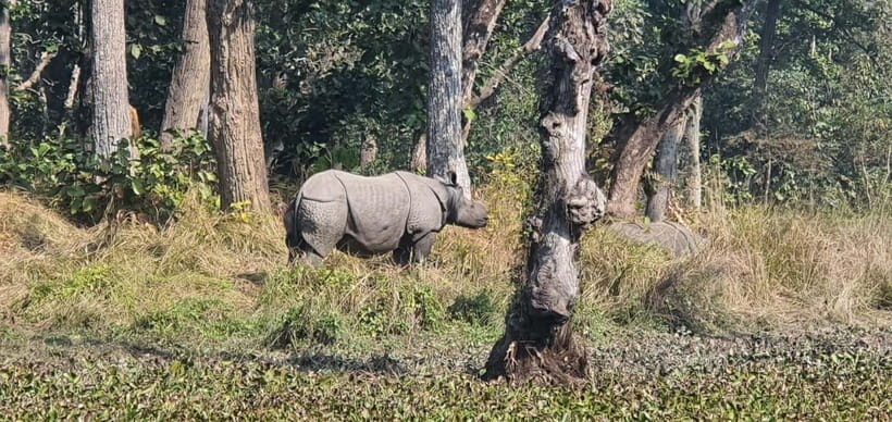 Kathmandu: 3-Day Chitwan Safari Tour with Hotel Transfers - What the Tour Includes and What You Should Know