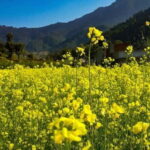 Kathmandu: Chitlang Day Tour, Wine Tasting and Short Hike - Authenticity & Reviews