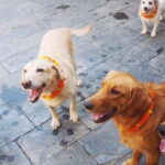 Kathmandu: Kukur Tihar Festival Tour with Local Family - Why You Should Consider This Tour
