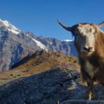 Kathmandu: Mardi Himal Trek with Vibrant Views - Breaking Down the Itinerary