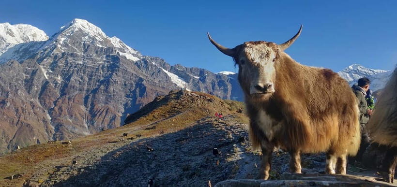Kathmandu: Mardi Himal Trek with Vibrant Views - Breaking Down the Itinerary