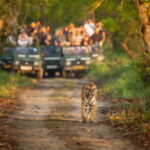 Kathmandu/Pokhara: 3 Day Chitwan Jungle Safari Tour - Who Will Enjoy This Tour?
