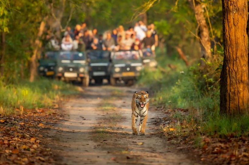 Kathmandu/Pokhara: 3 Day Chitwan Jungle Safari Tour - Who Will Enjoy This Tour?
