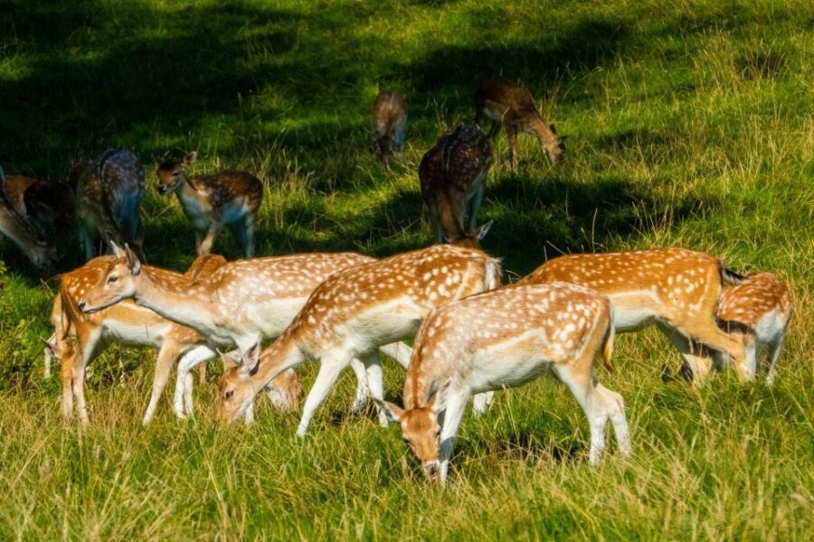 Kathmandu/Pokhara: Wildlife, Culture and Jungle Safari Tour - Is This Tour Worth the Price?