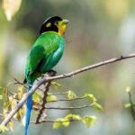 Kathmandu Valley: Bird Watching Tour with Guide - The Value of This Experience