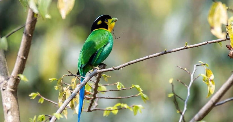 Kathmandu Valley: Bird Watching Tour with Guide - The Value of This Experience