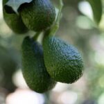 Katikati Avocado Adventure - The Value of This Tour: Is It Worth the Price?