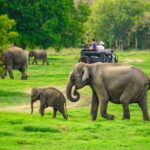Kaudulla: Kaudulla National Park Elephant Safari - The Itinerary Breakdown
