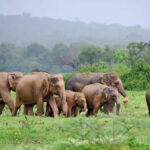 Kaudulla National Park Jeep Safari - Practical Aspects of the Tour