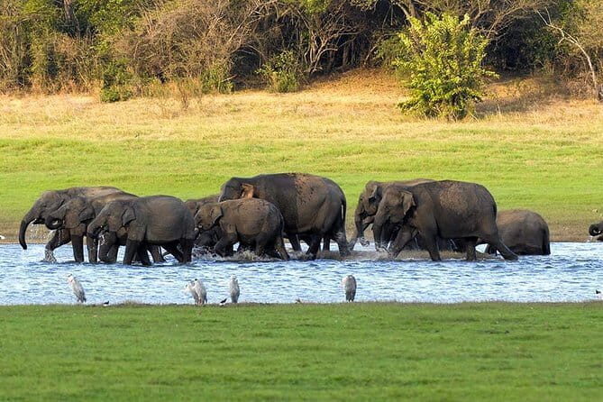 Kaudulla National Park Private Safari from Dambulla - Highlight: The Albino Axis Deer