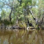 Kayak Tour on the Canning River - Exploring the Canning River Kayak Tour in Detail