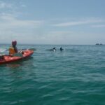 Kayaking with Dolphins in Byron Bay Guided Tour - Authentic Experiences and Review Highlights