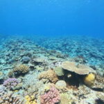 Kerama Half-Day Snorkeling Tour - What’s Included and What You Might Pay Extra For
