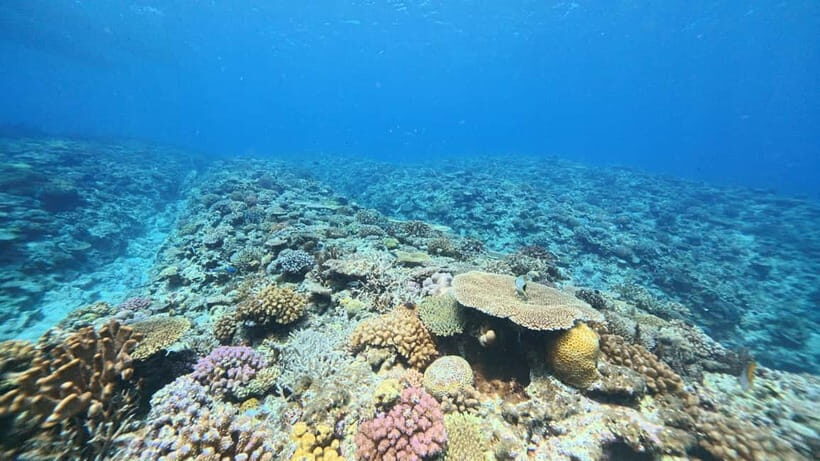 Kerama Half-Day Snorkeling Tour - What’s Included and What You Might Pay Extra For