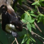 Ketambe Sumatra Jungle Trekking and Rafting - Who Is This Tour Best For?