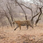 Khajuraho Day Tour: Jungle Safari at Panna National Park and Western and Eastern Temple - Exploring the Khajuraho Temples