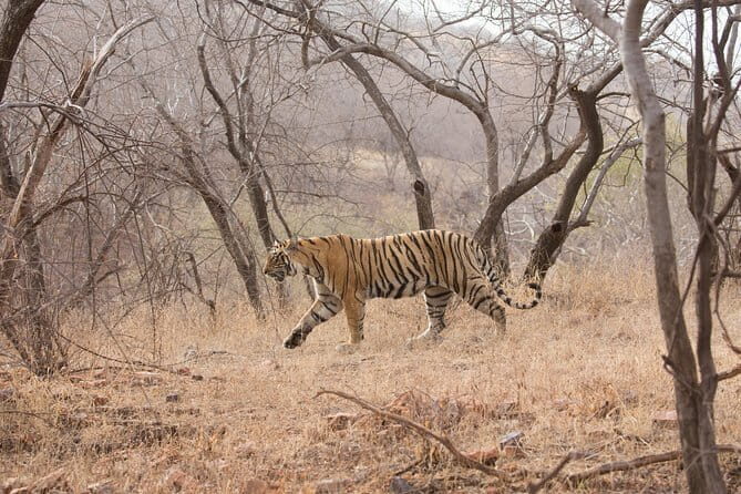 Khajuraho Day Tour: Jungle Safari at Panna National Park and Western and Eastern Temple - Exploring the Khajuraho Temples