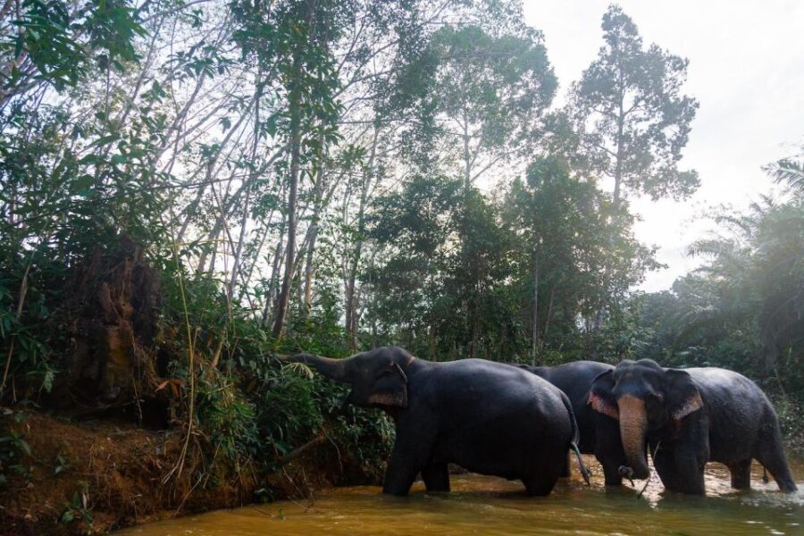Khao Lak: 2-Hour Elephant Sanctuary Eco-Walk with Guided - What Travelers Are Saying