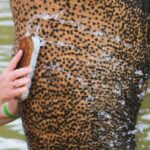 Khao Lak: Elephant Bathing and Turtle Center Visit - The Sum Up