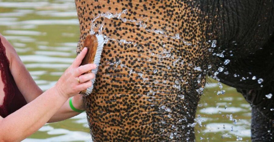 Khao Lak: Elephant Bathing and Turtle Center Visit - The Sum Up