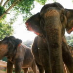 Khao Lak: Half Day Elephant Sanctuary w/Meal&Hotel Transfer - The Value of This Experience