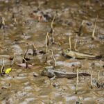 Khao Lak: Little Amazon Canoe Ride & Tam Nang Waterfall Tour - Why Travelers Keep Coming Back