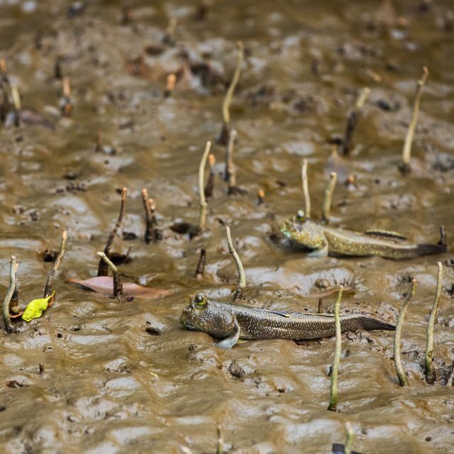Khao Lak: Little Amazon Canoe Ride & Tam Nang Waterfall Tour - Why Travelers Keep Coming Back
