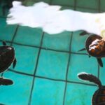 Khao Lak: Rafting, Elephant Bathing & Sea Turtle Center Tour - An In-Depth Look at the Tour Experience