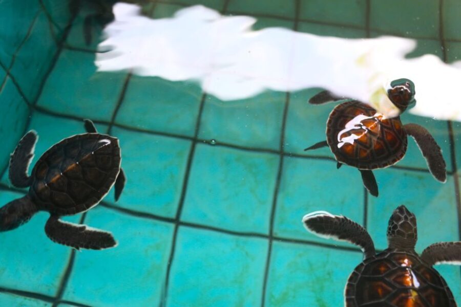 Khao Lak: Rafting, Elephant Bathing & Sea Turtle Center Tour - An In-Depth Look at the Tour Experience