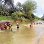 Khao Sok: Elephant Rescue Center with Lunch & Bamboo Rafting - What Makes This Tour Stand Out?