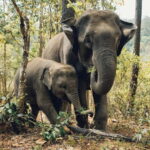Khao Sok: Private Ethical Elephant Sanctuary Adventure - What Do the Reviews Say?