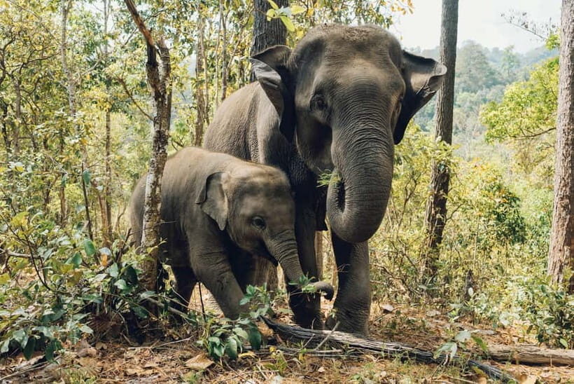 Khao Sok: Private Ethical Elephant Sanctuary Adventure - What Do the Reviews Say?