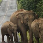 Khao Yai National Park: 2-Day Private Tour from Bangkok - How the Tour Unfolds: A Detailed Breakdown