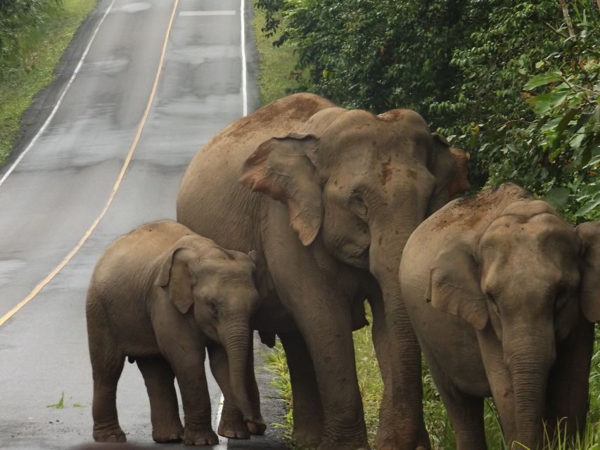 Khao Yai National Park: 2-Day Private Tour from Bangkok - How the Tour Unfolds: A Detailed Breakdown