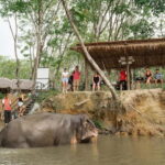 Khaolak: Elephant Sanctuary Hightlights Guide & Forage Tour - A Closer Look at the Tour