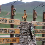 Khustai National park day tour-Wild horses - The Value of the Tour