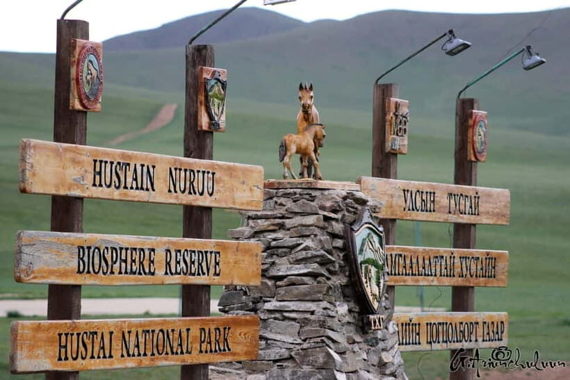 Khustai National park day tour-Wild horses - The Value of the Tour