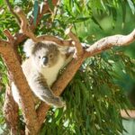 Kiama & Kangaroos - Sydney South Coast Escape Private Tour - Who Will Love This Tour?