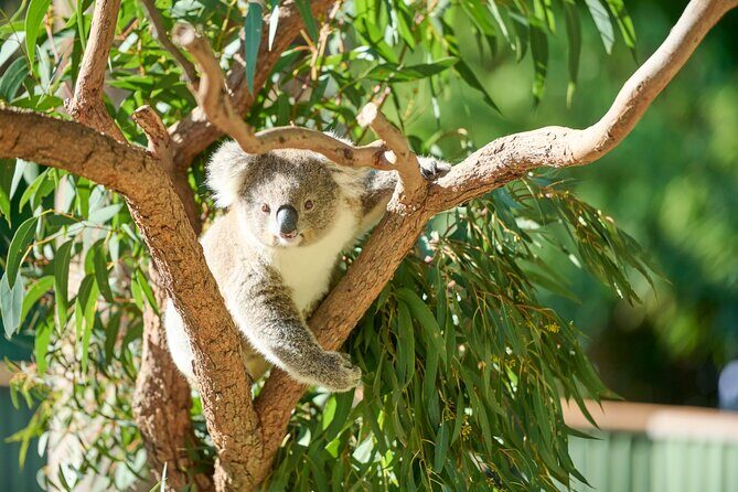 Kiama & Kangaroos - Sydney South Coast Escape Private Tour - Who Will Love This Tour?