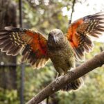 Kiwi Park Queenstown Admission - The Visitor Experience: Pros and Cons