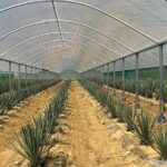 Kiwi Spirit Distillery Golden Bay - Visit New Zealand's only Tequila Farm! - Who Will Love This Tour?