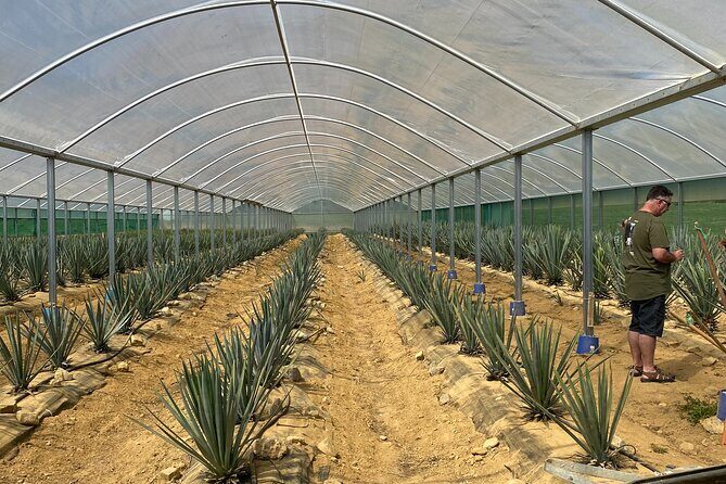 Kiwi Spirit Distillery Golden Bay - Visit New Zealand's only Tequila Farm! - Who Will Love This Tour?