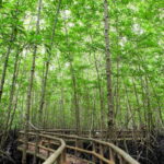 Ko Lanta: Mangrove Forest Boat Tour with Lunch or Dinner - The Value for Your Money