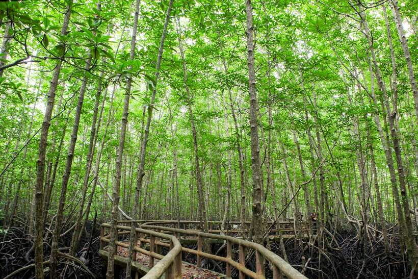 Ko Lanta: Mangrove Forest Boat Tour with Lunch or Dinner - The Value for Your Money
