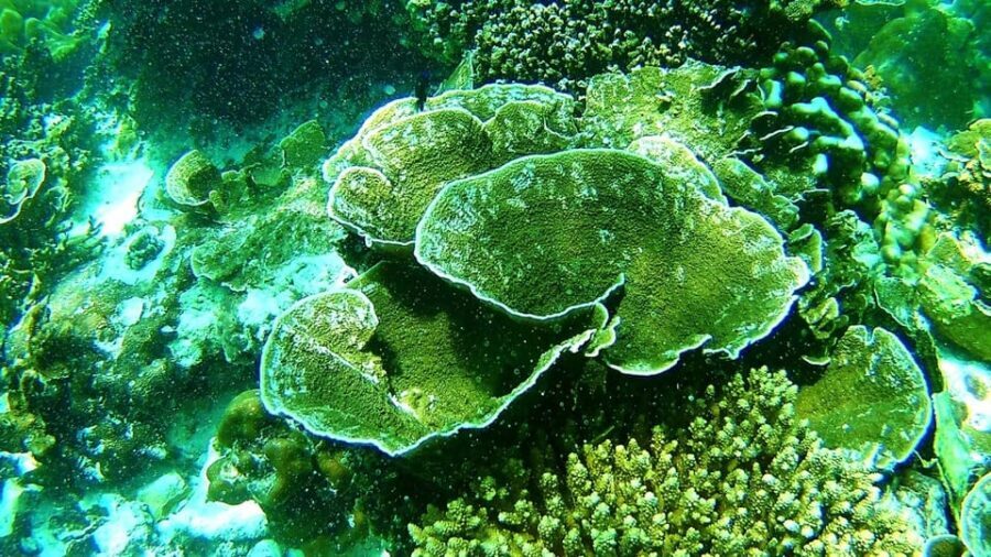 Ko Lipe: East Zone Snorkeling Trip by Longtail Boat - Who Should Consider This Tour?